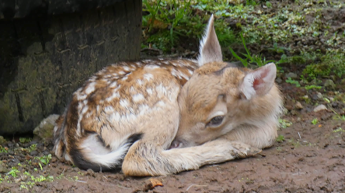 Abate de gamos nas Flores gera polémica - RTP Açores