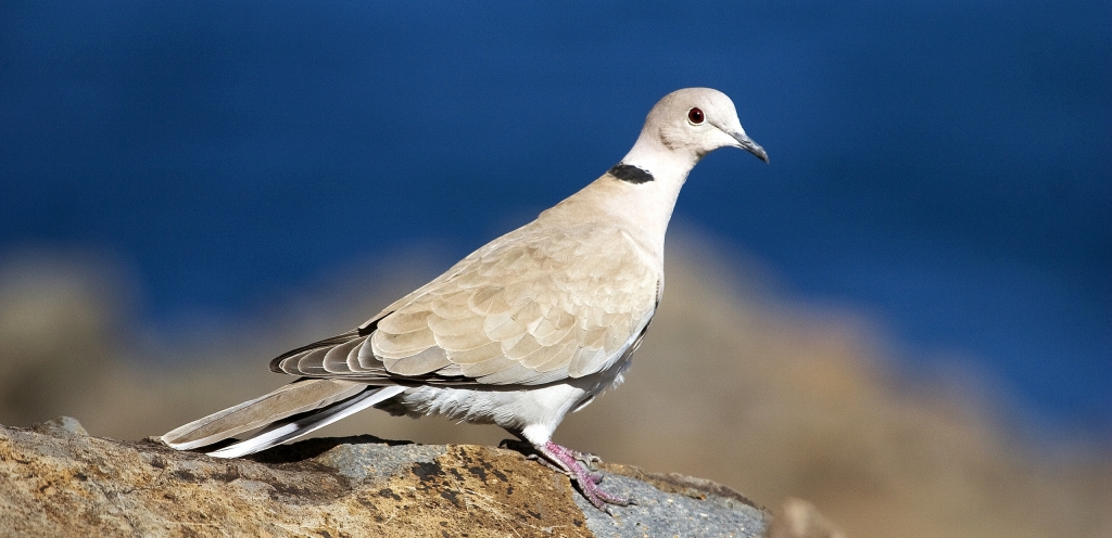 Abate da Rola-turca gera polémica - RTP Açores