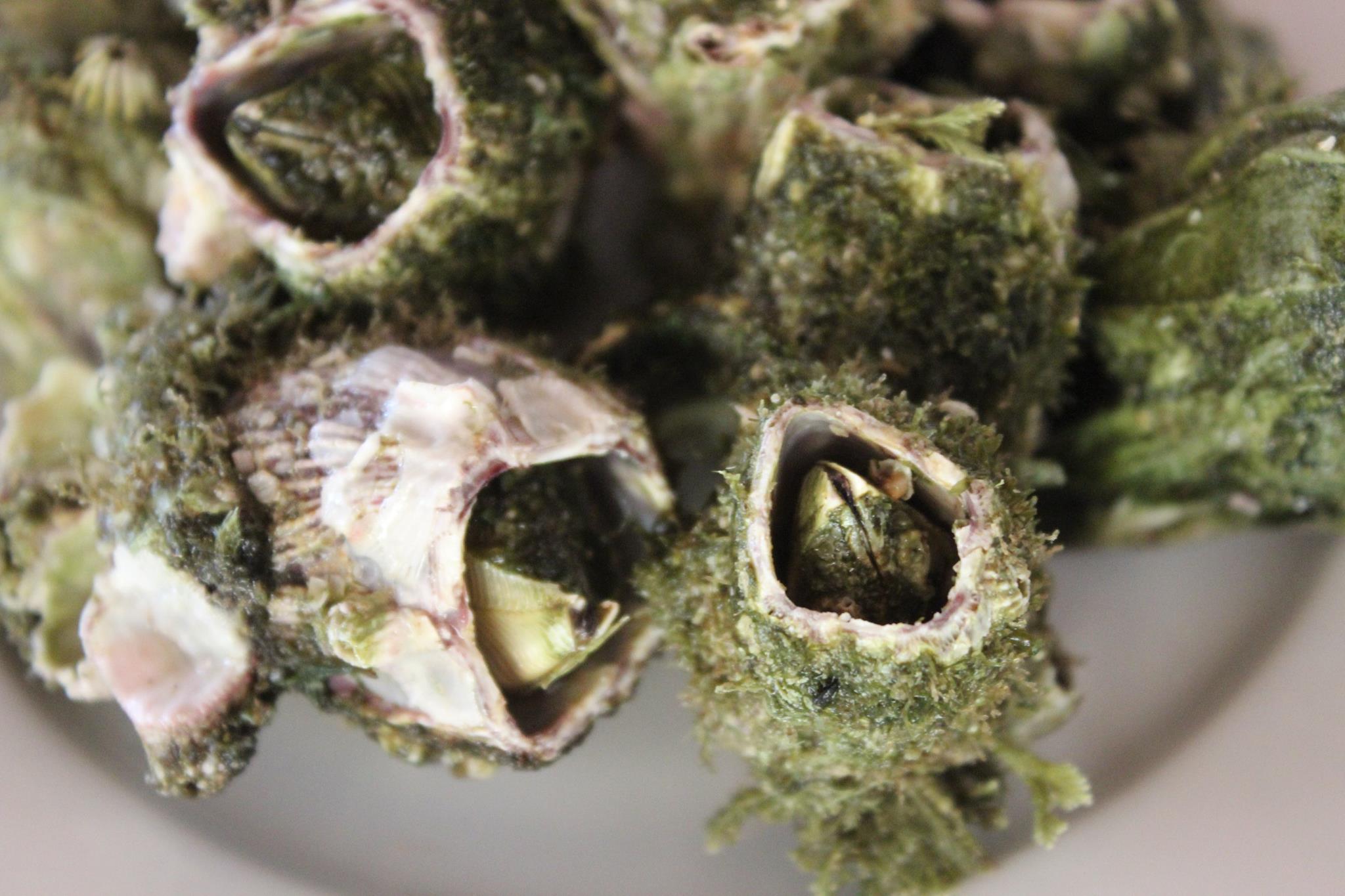 GNR apreende mais de 400 cracas na ilha Terceira - RTP Açores