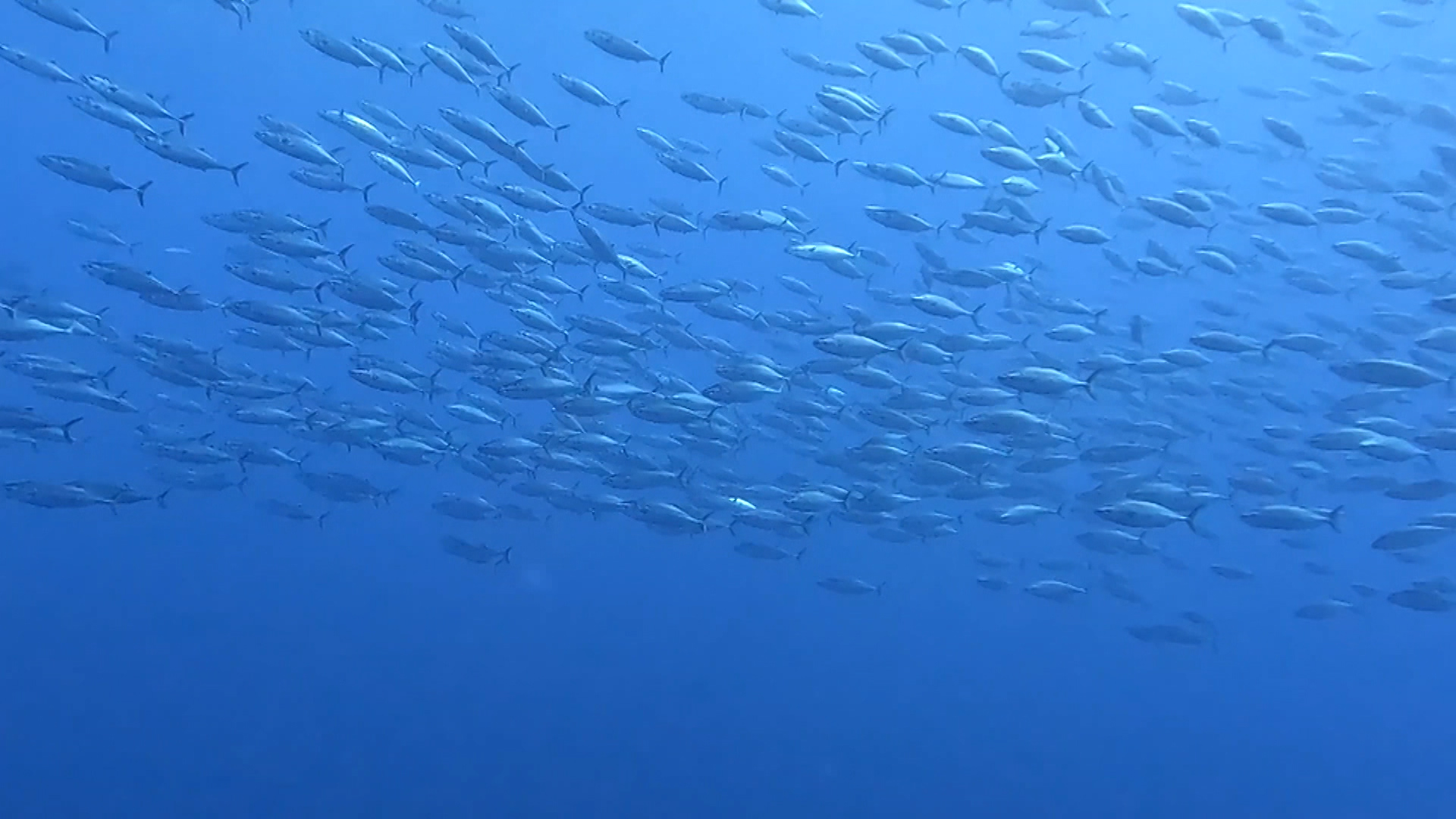 Diploma da rede de Áreas Marinhas Protegidas regressa ao Parlamento ...