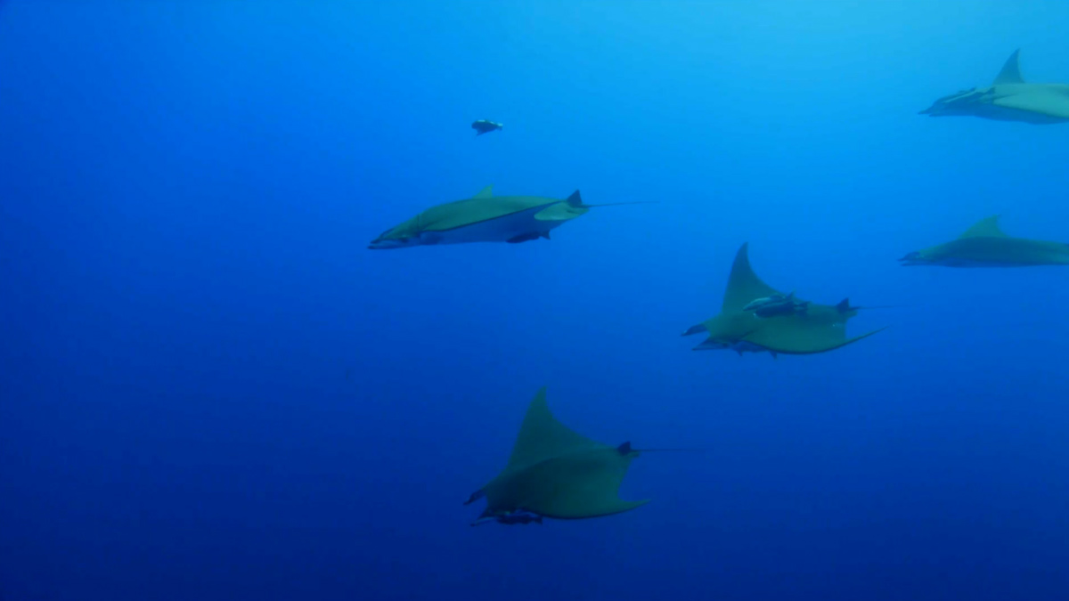 Okeanos celebra 15 anos de expedições marinhas em Santa Maria - RTP Açores