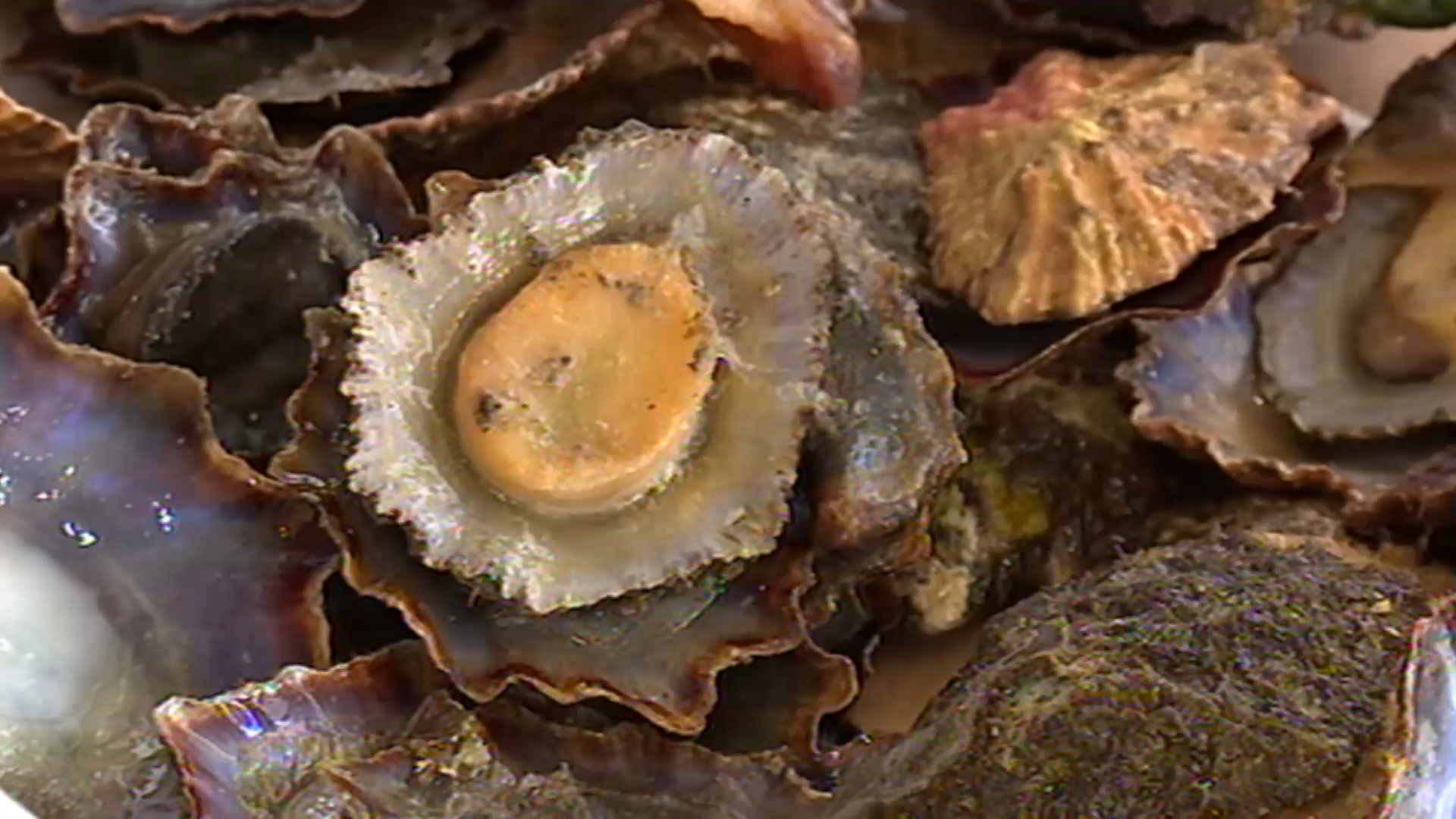 Falta de lapas nas Flores - RTP Açores