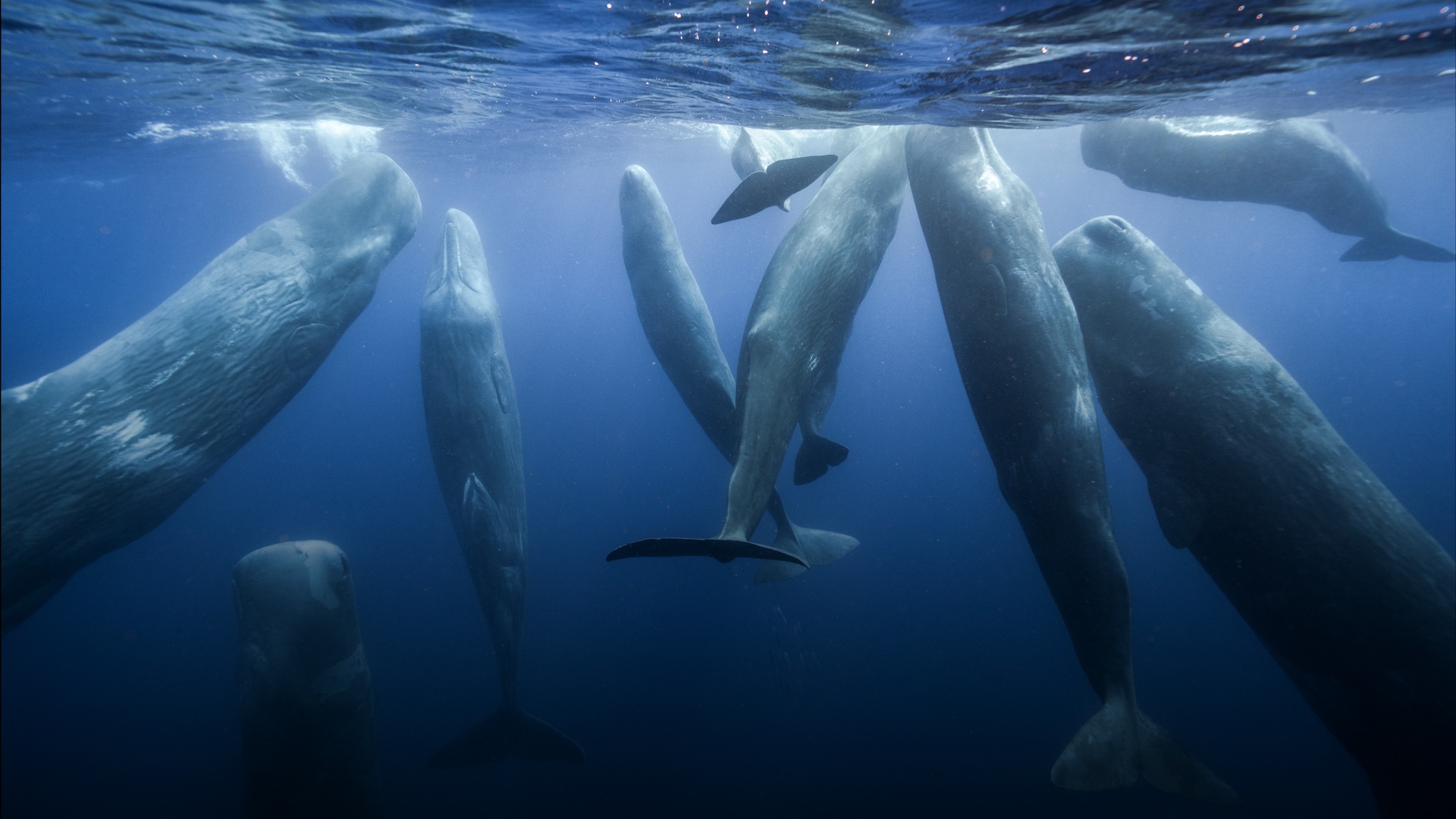 Blue Azores leva a Rede de Áreas Marinhas Protegidas dos Açores à COP30 ...