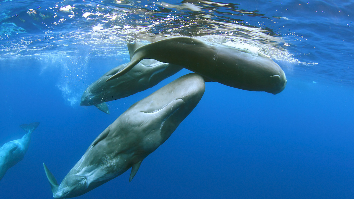 Blue Azores promove exibição de documentário sobre proteção do oceano ...