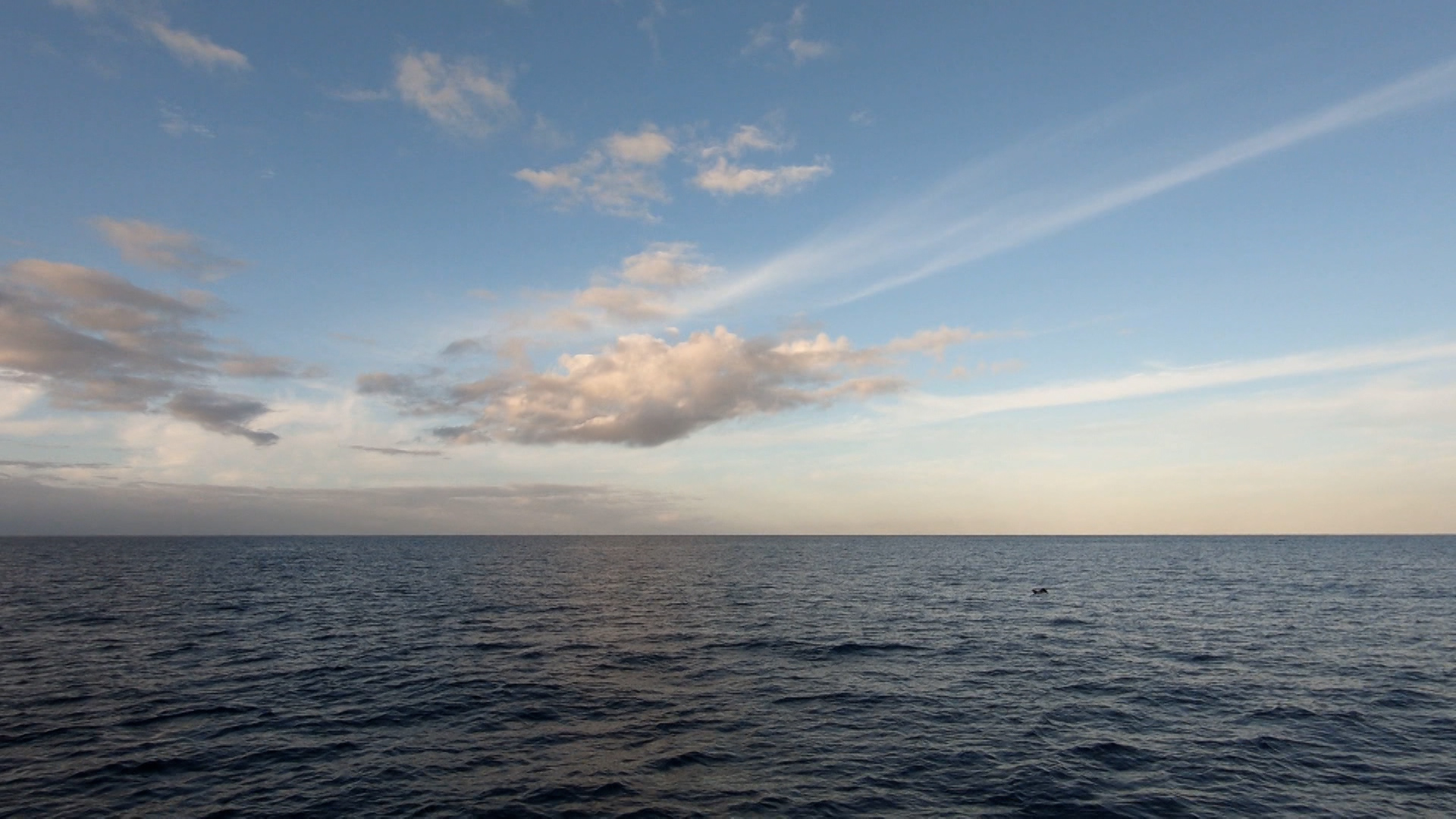 Nova Rede de Áreas Marinhas Protegidas entra hoje em vigor - RTP Açores